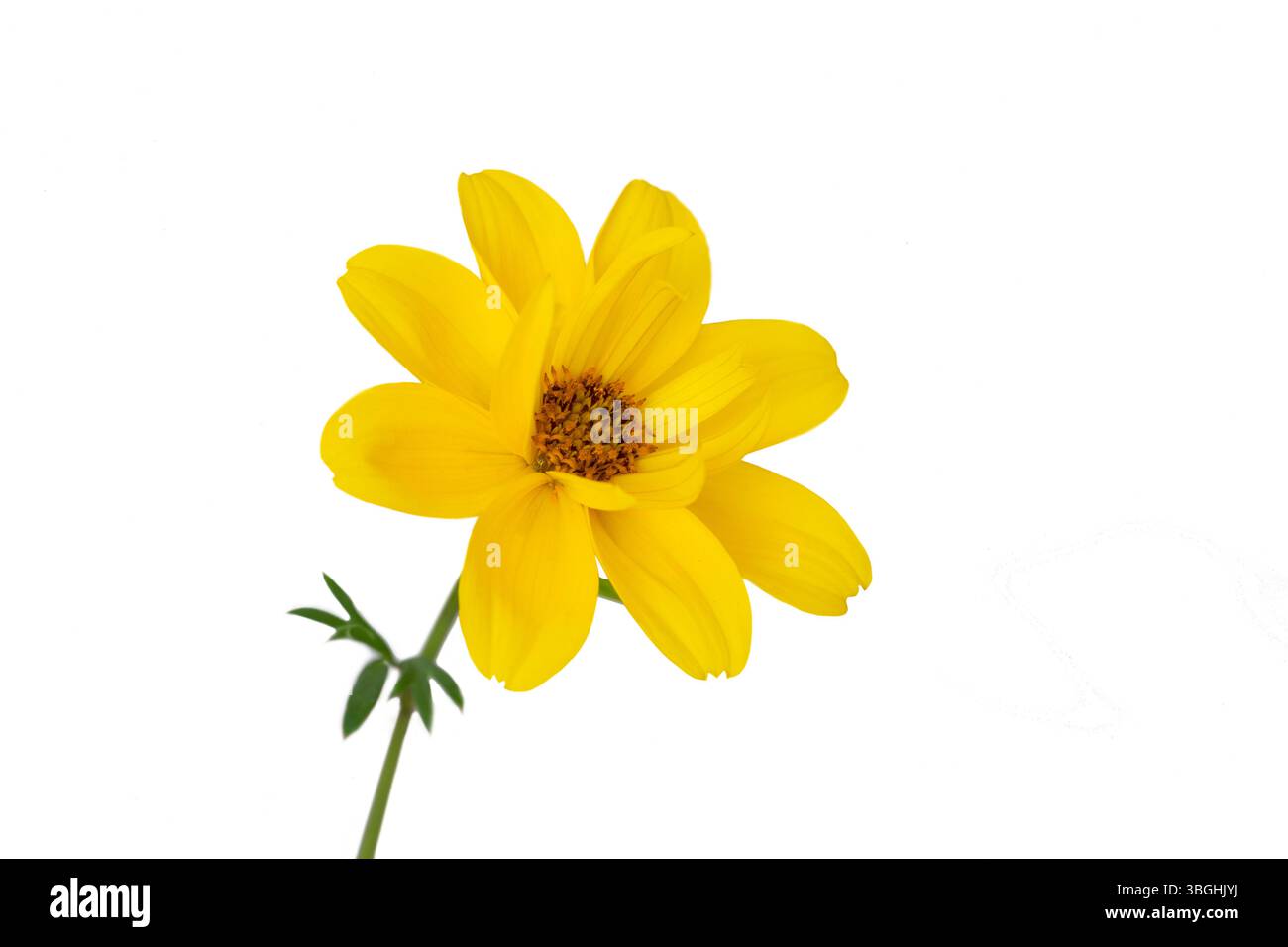 Been exposed Cut Out Stock Images & Pictures - Alamy