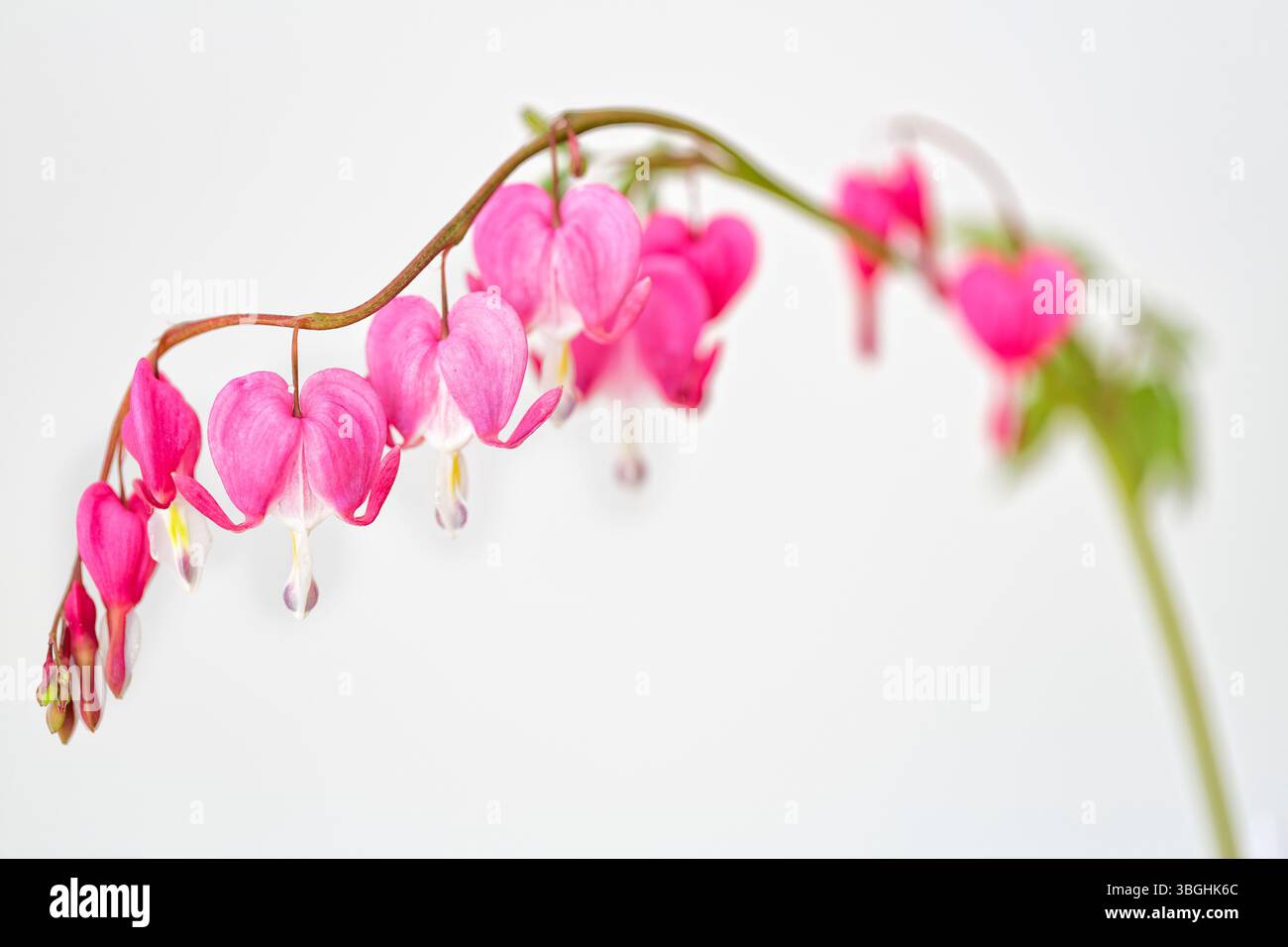 Watering heart (Lamprocapnos spectabilis) against a light background ...