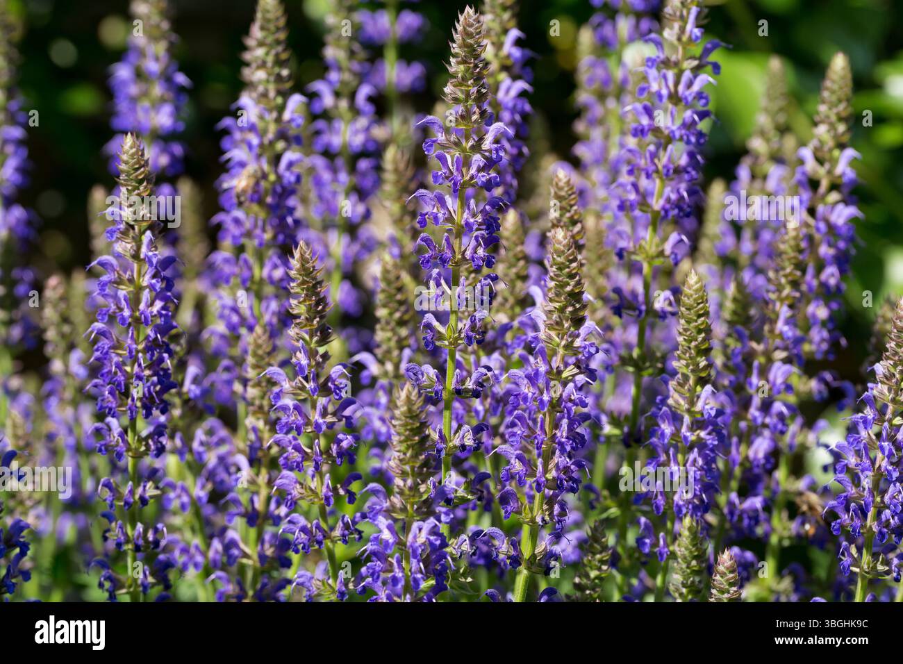 Flowering salvia close up hi-res stock photography and images - Alamy
