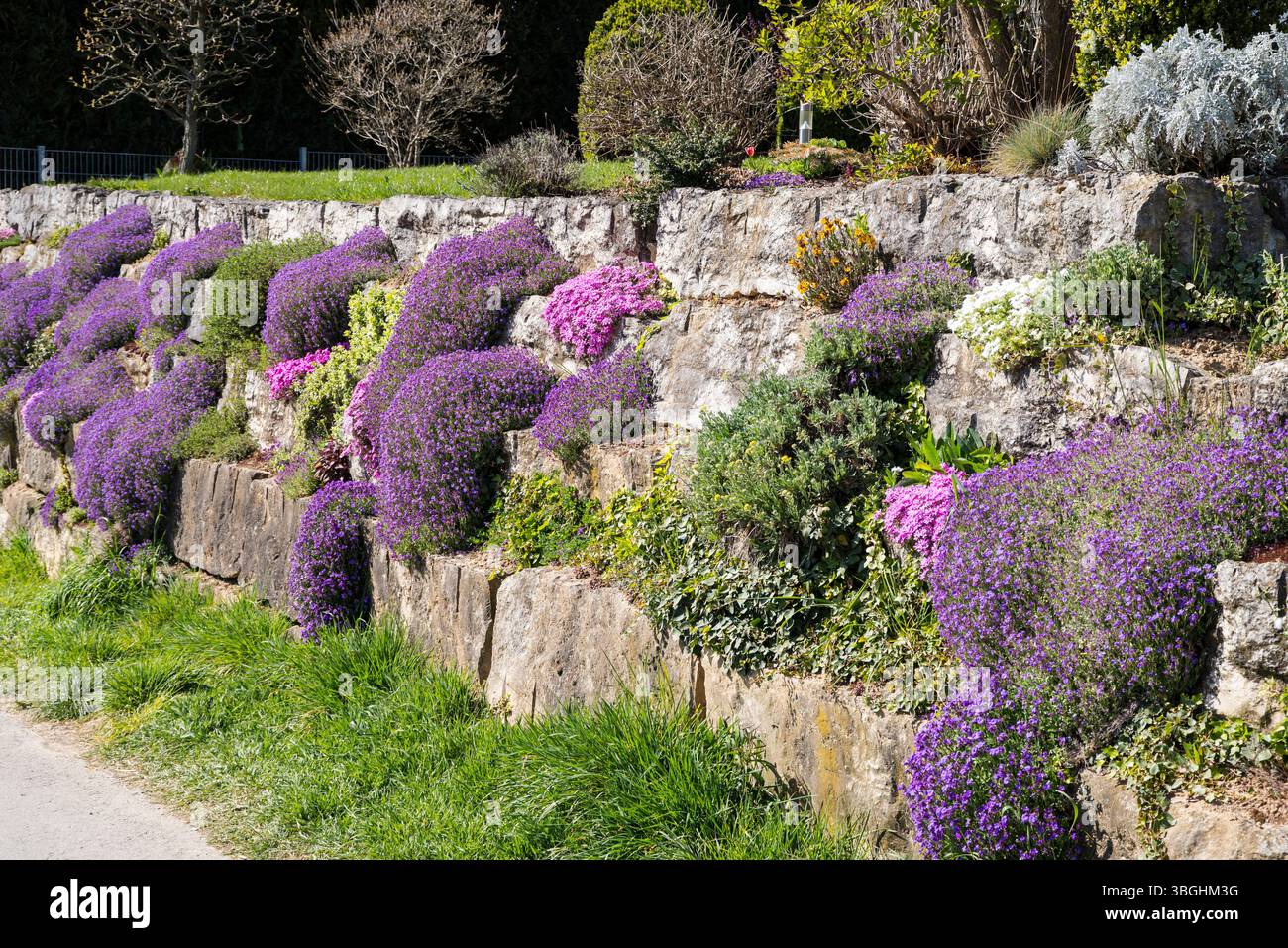 Bloom in stone hi-res stock photography and images - Alamy