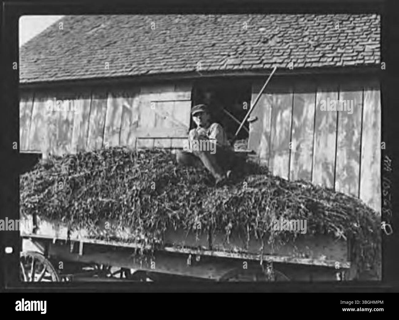 This image depicts August Feck on his 320-acre farm, where he works ...