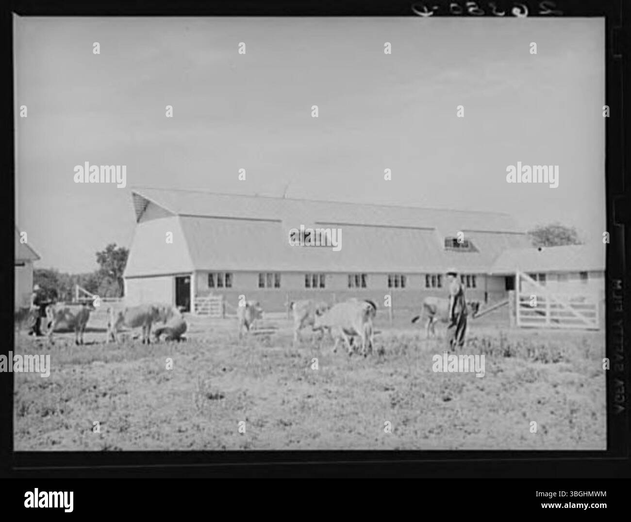 The image shows a farmer driving cows into a barn for milking ...