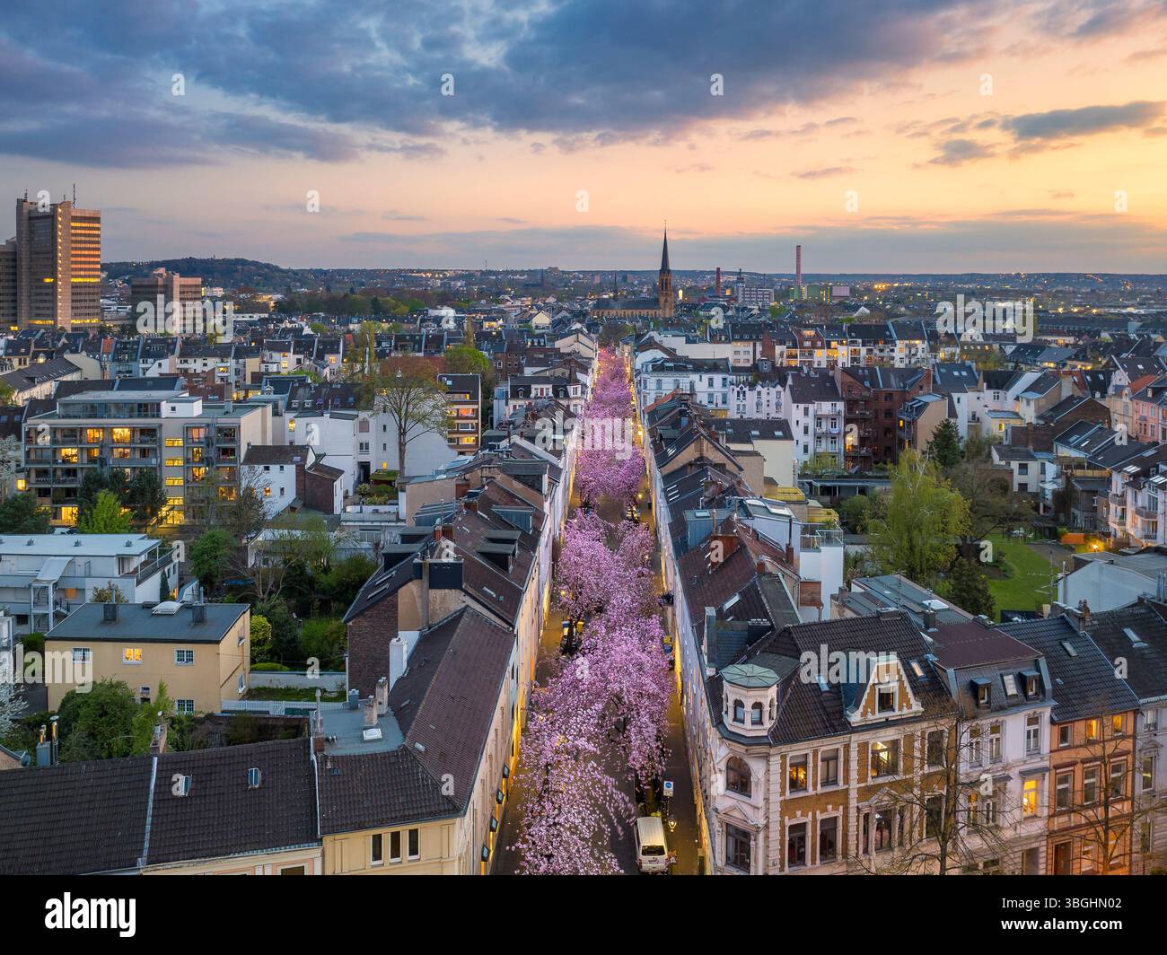 Aerial view of the famous cherry blossom trees in the old town of Bonn ...