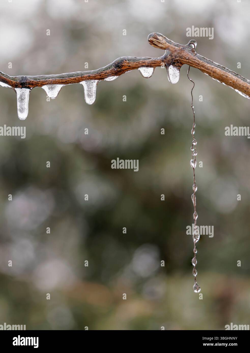 Virginia creeper vine in freezing rain Stock Photo - Alamy