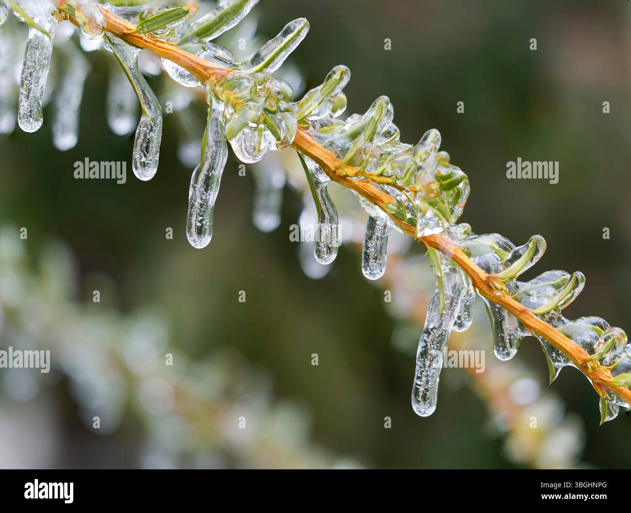 Cedar tree branch with buds in freezing rain Stock Photo - Alamy