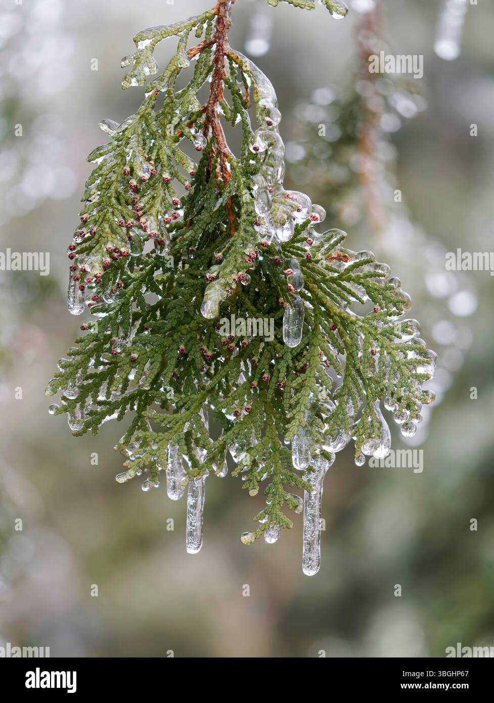 Cedar tree branch in freezing rain Stock Photo - Alamy