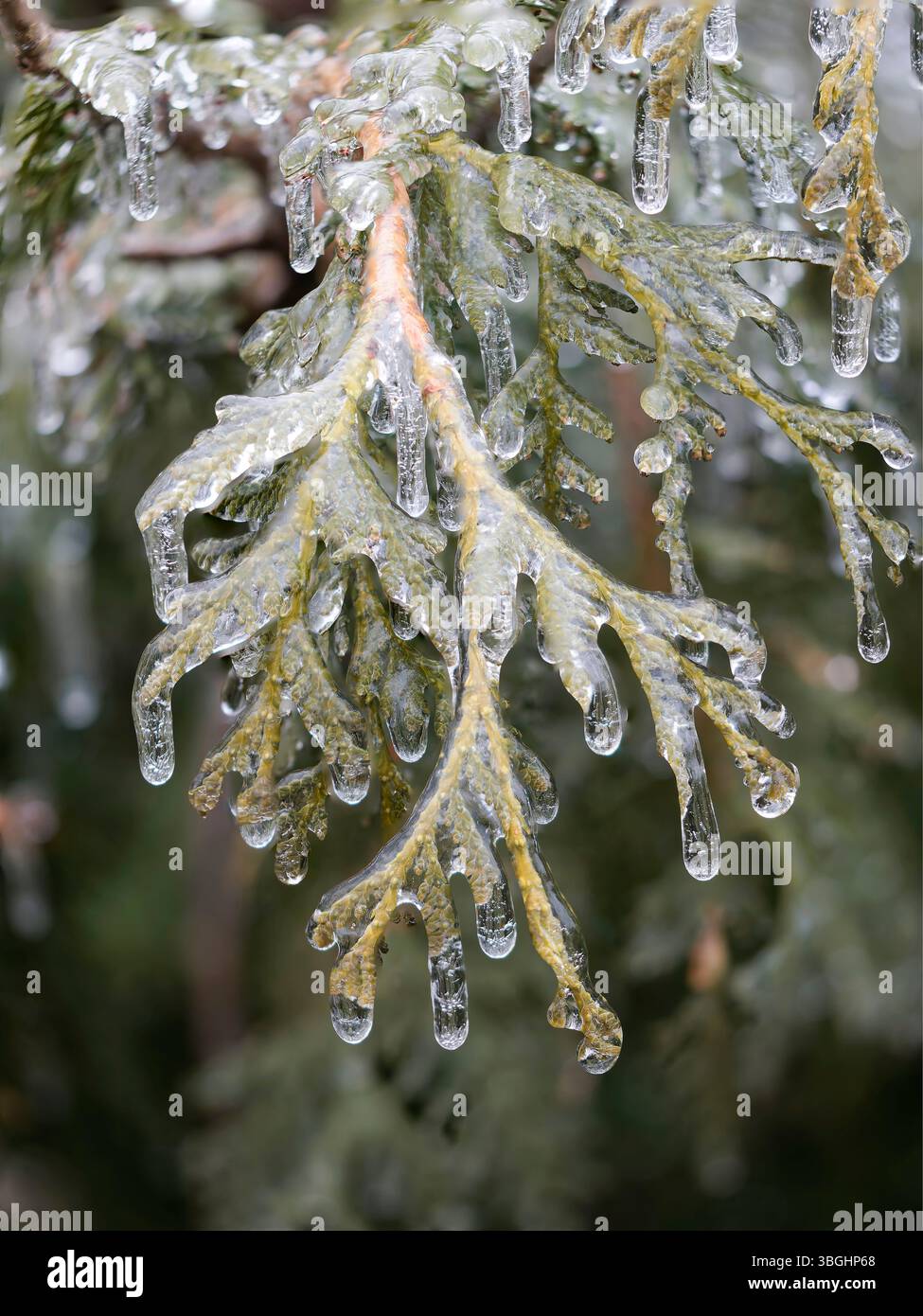 Cedar tree branch in freezing rain Stock Photo - Alamy