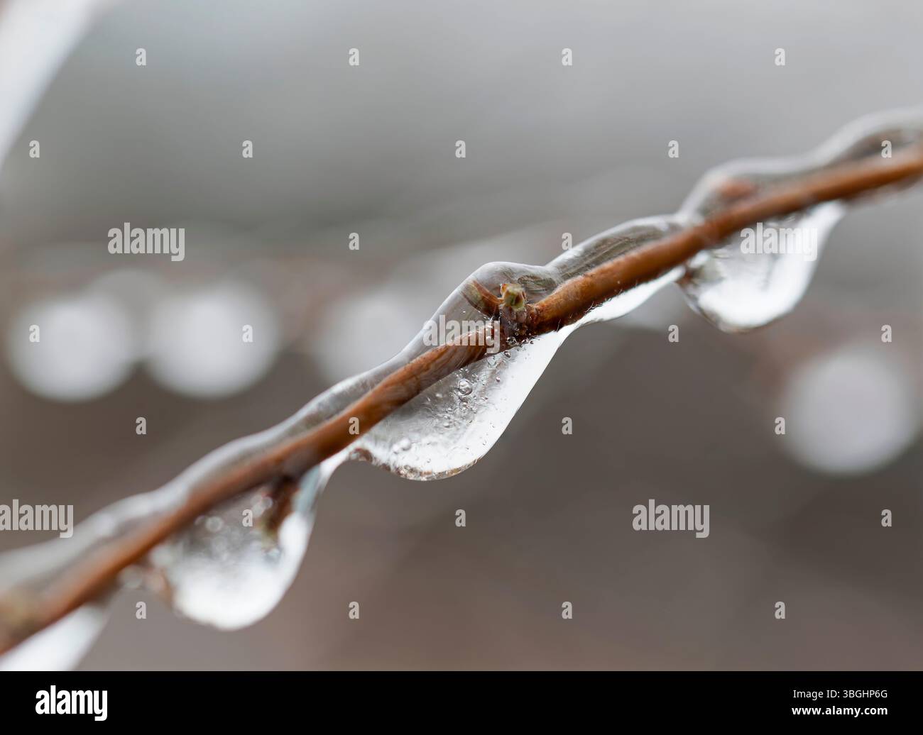 Plant stem with buds in freezing rain Stock Photo - Alamy
