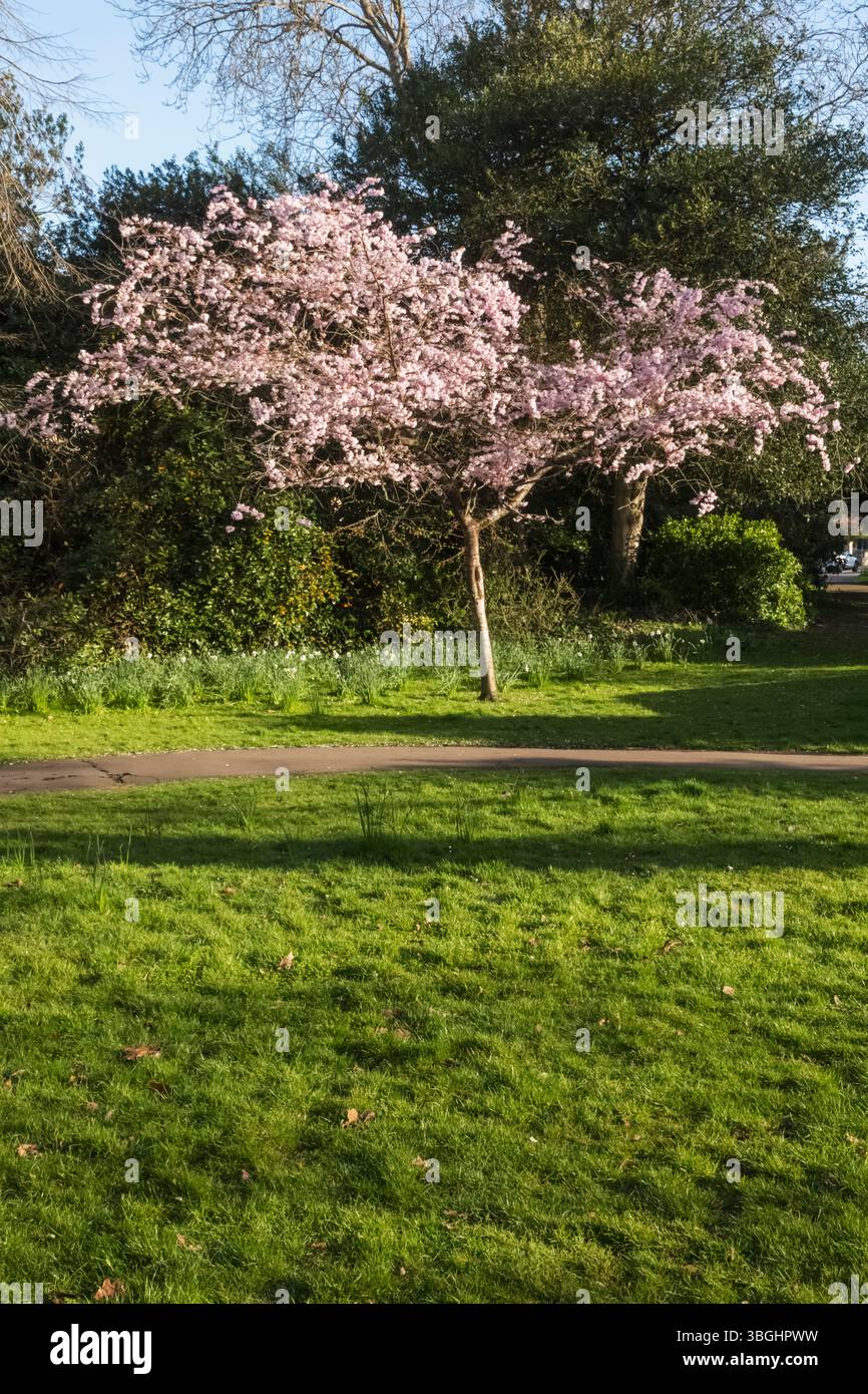 England, Somerset, Bath, Henrietta Park, Cherry Trees in Bloom Stock ...