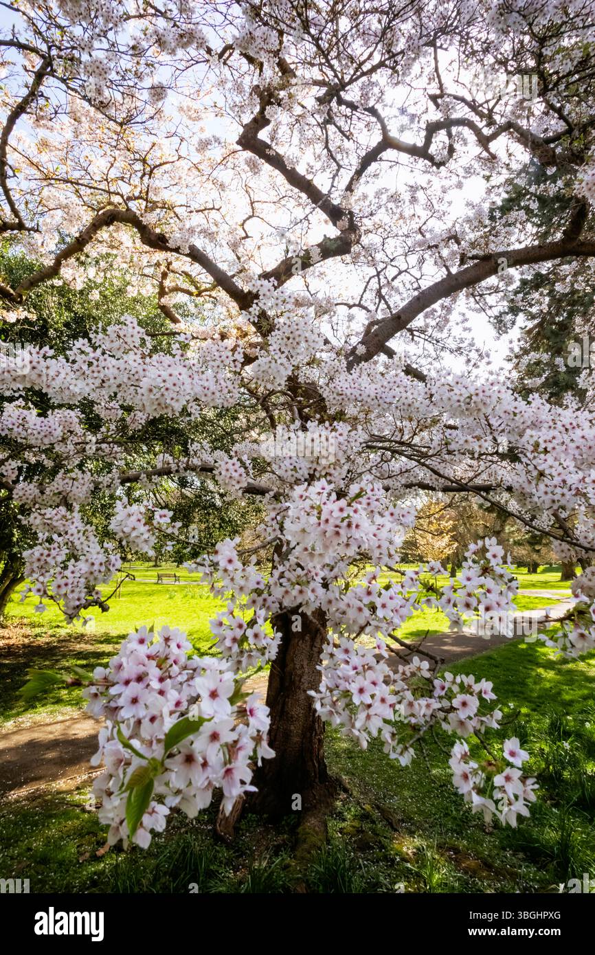 England, Somerset, Bath, Henrietta Park, Cherry Trees in Bloom Stock ...