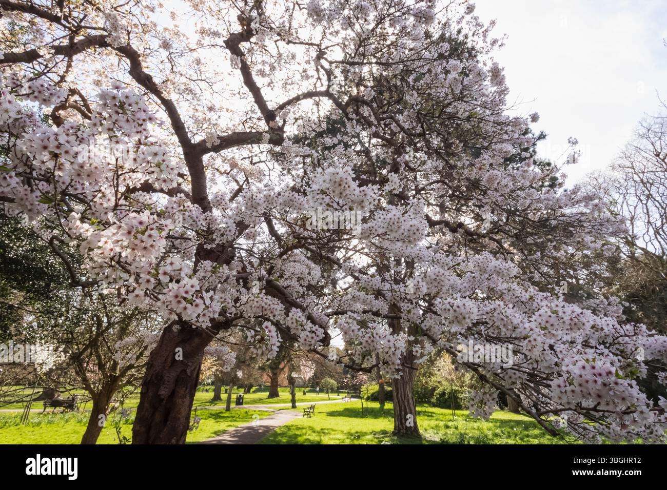England, Somerset, Bath, Henrietta Park, Cherry Trees in Bloom Stock ...