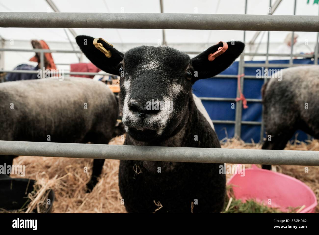 Sheep at the Royal Cornwall Show at the Royal Cornwall Showground ...