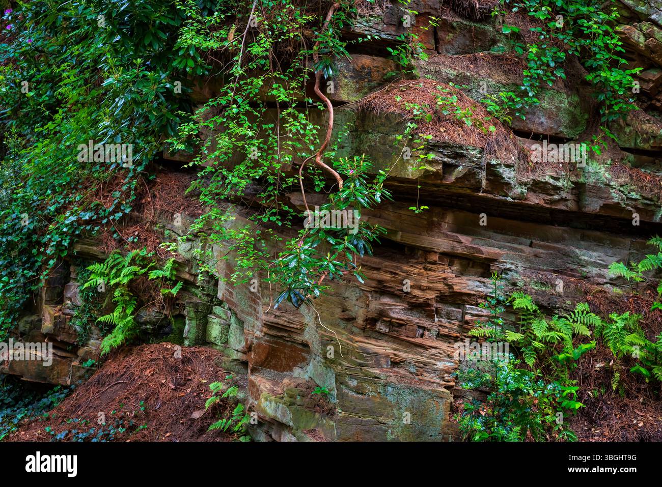 The exposed rock face of the former quarry, showing the thin bedding ...