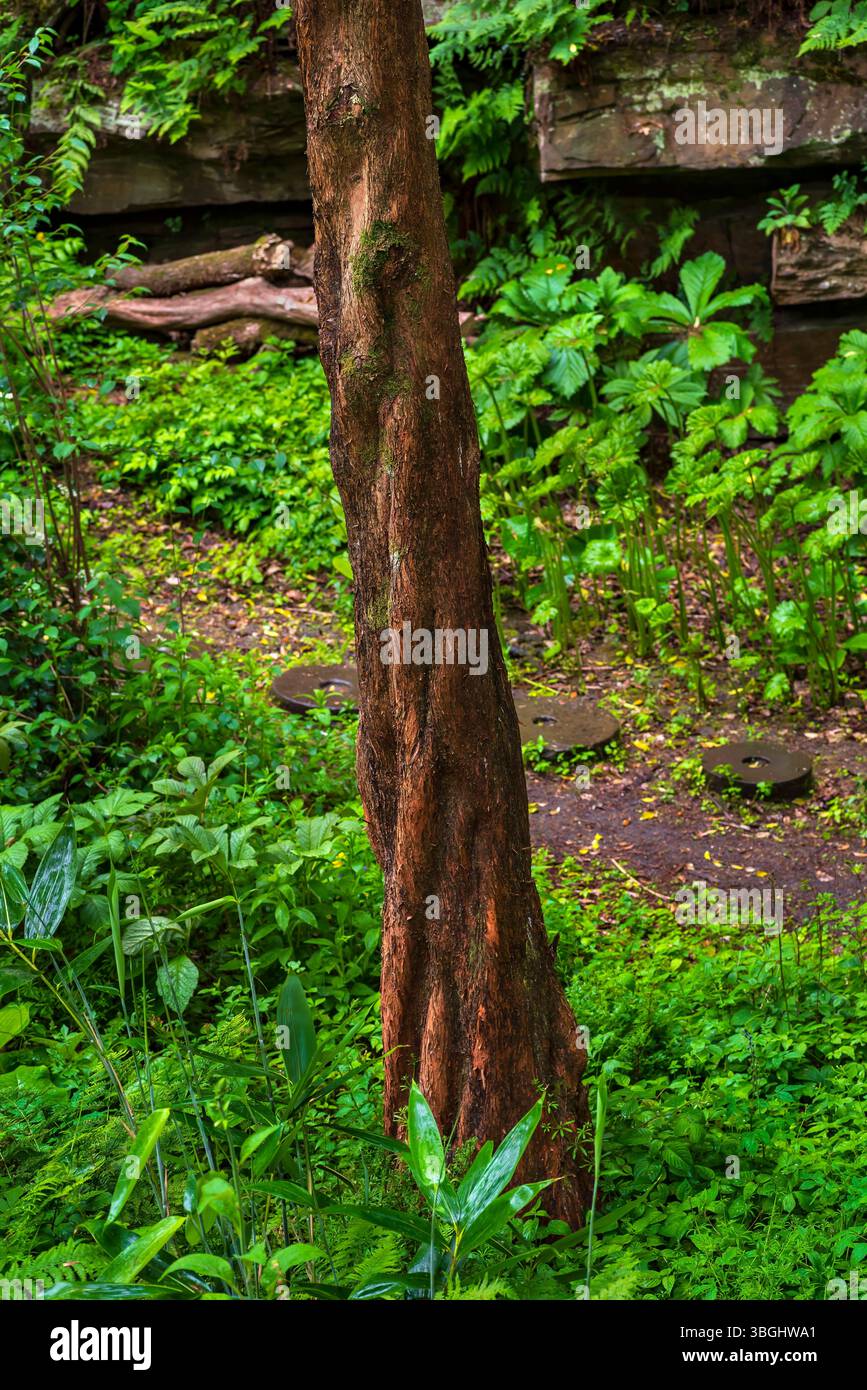 Twisted Red Maple (Acer rubrum) trunk and ferns in Whinfell Quarry ...