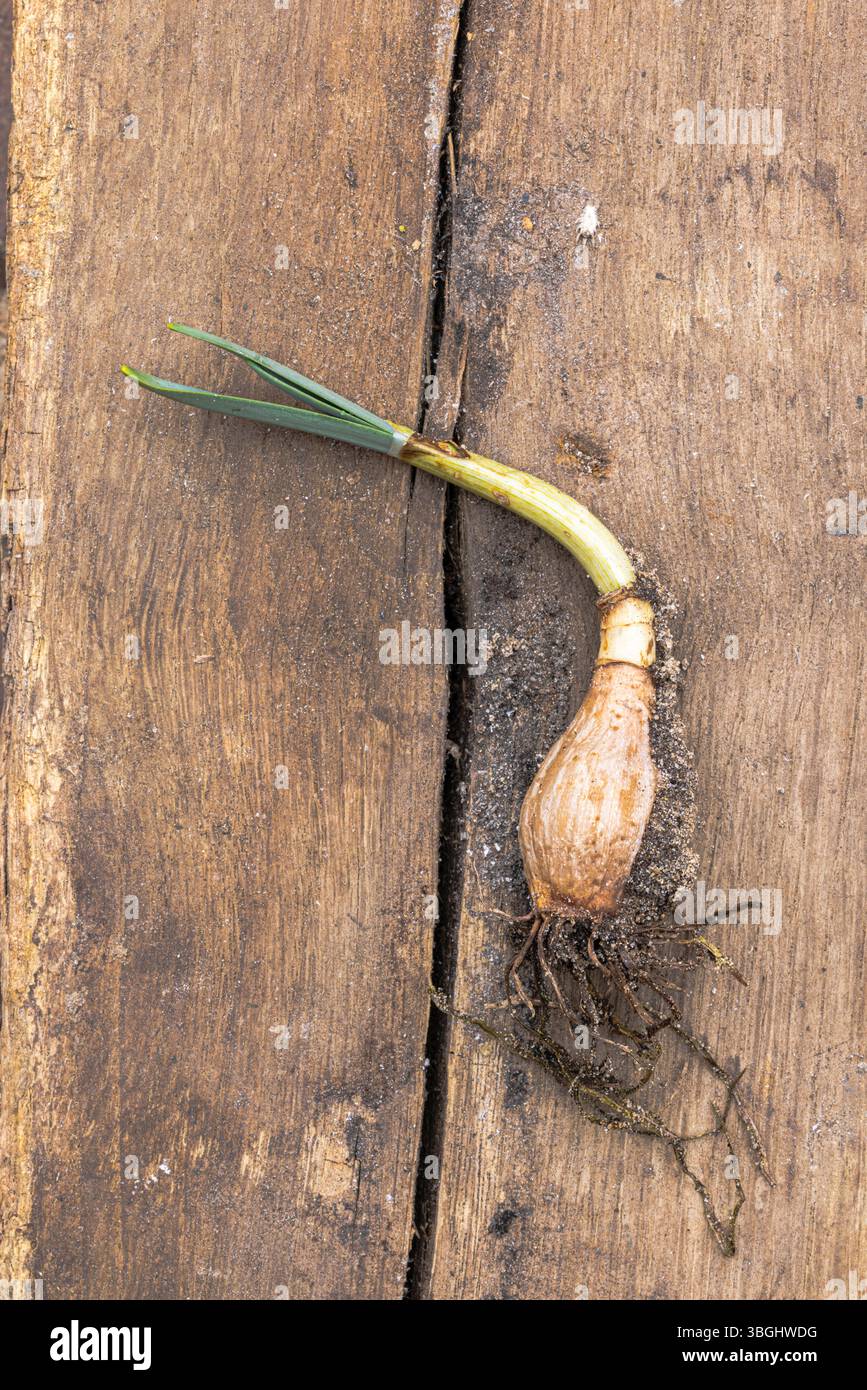Grape hyacinth with root bulb (Muscari spec.), a growing bulbous plant ...