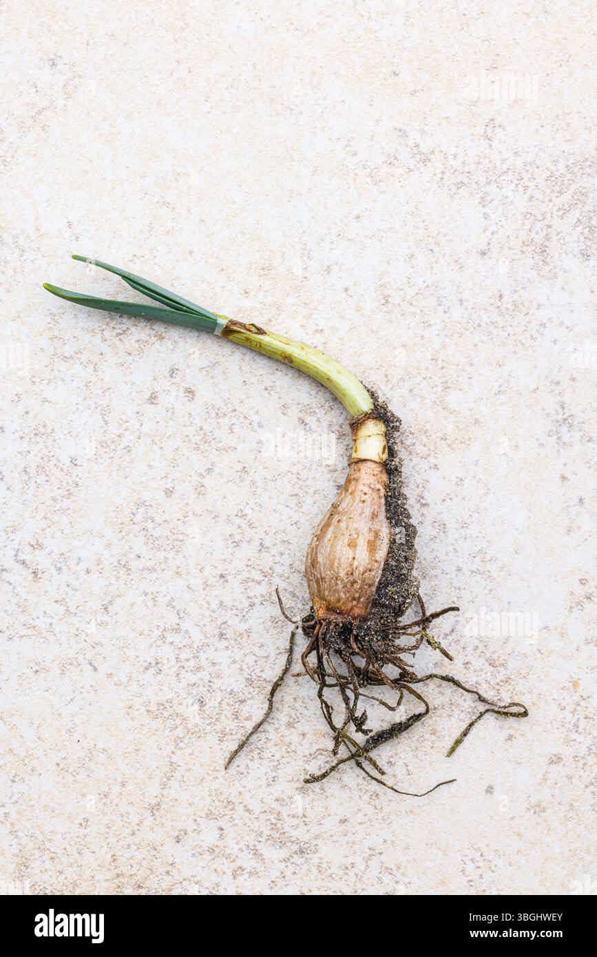 Grape hyacinth with root bulb (Muscari spec.), a growing bulbous plant ...
