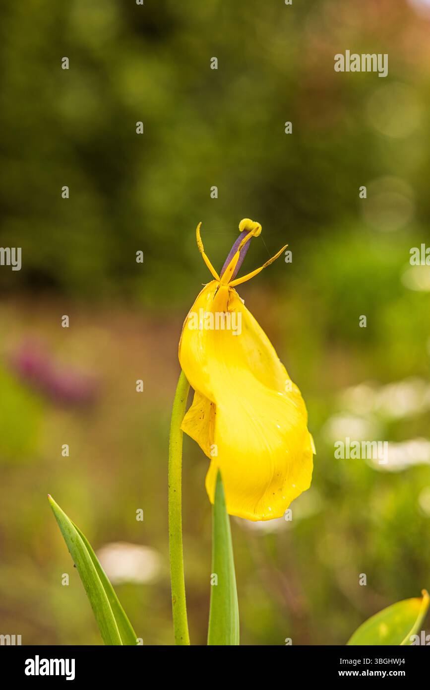 Floral decay hi-res stock photography and images - Alamy