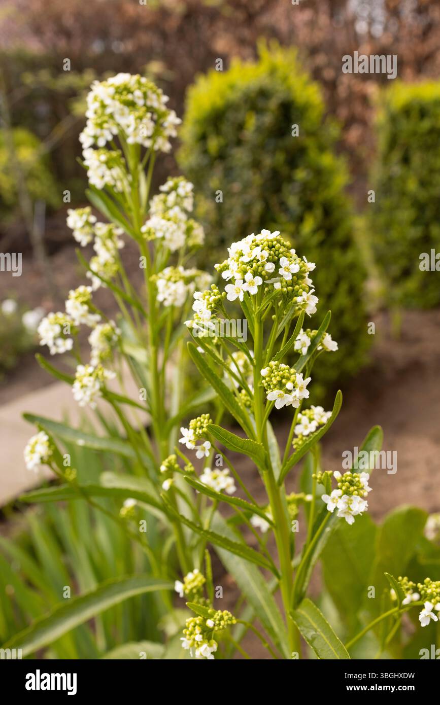 Horseradish, Armoracia rusticana, flower Stock Photo - Alamy