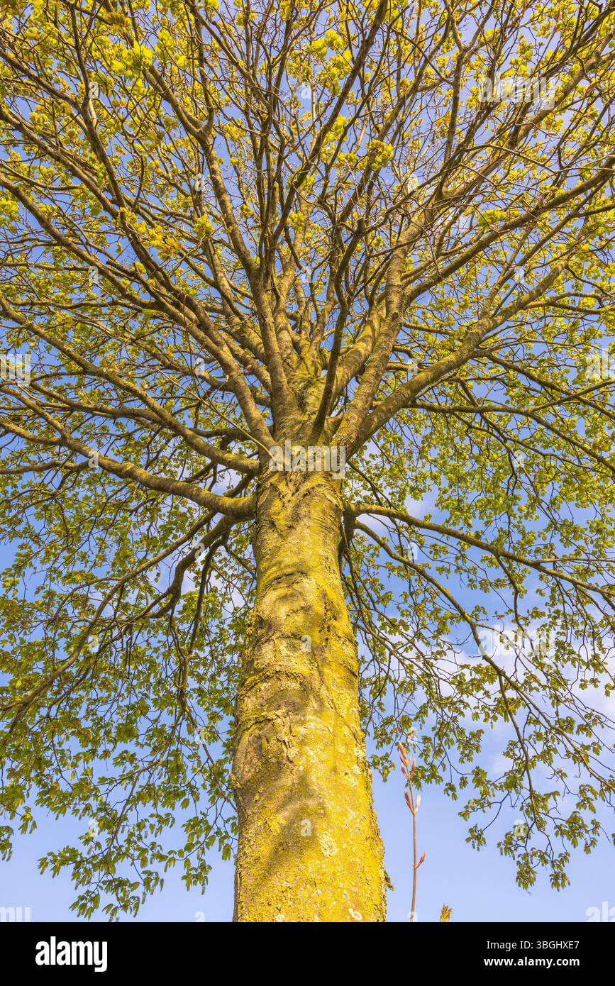 Tree trunk, frog perspective Stock Photo - Alamy
