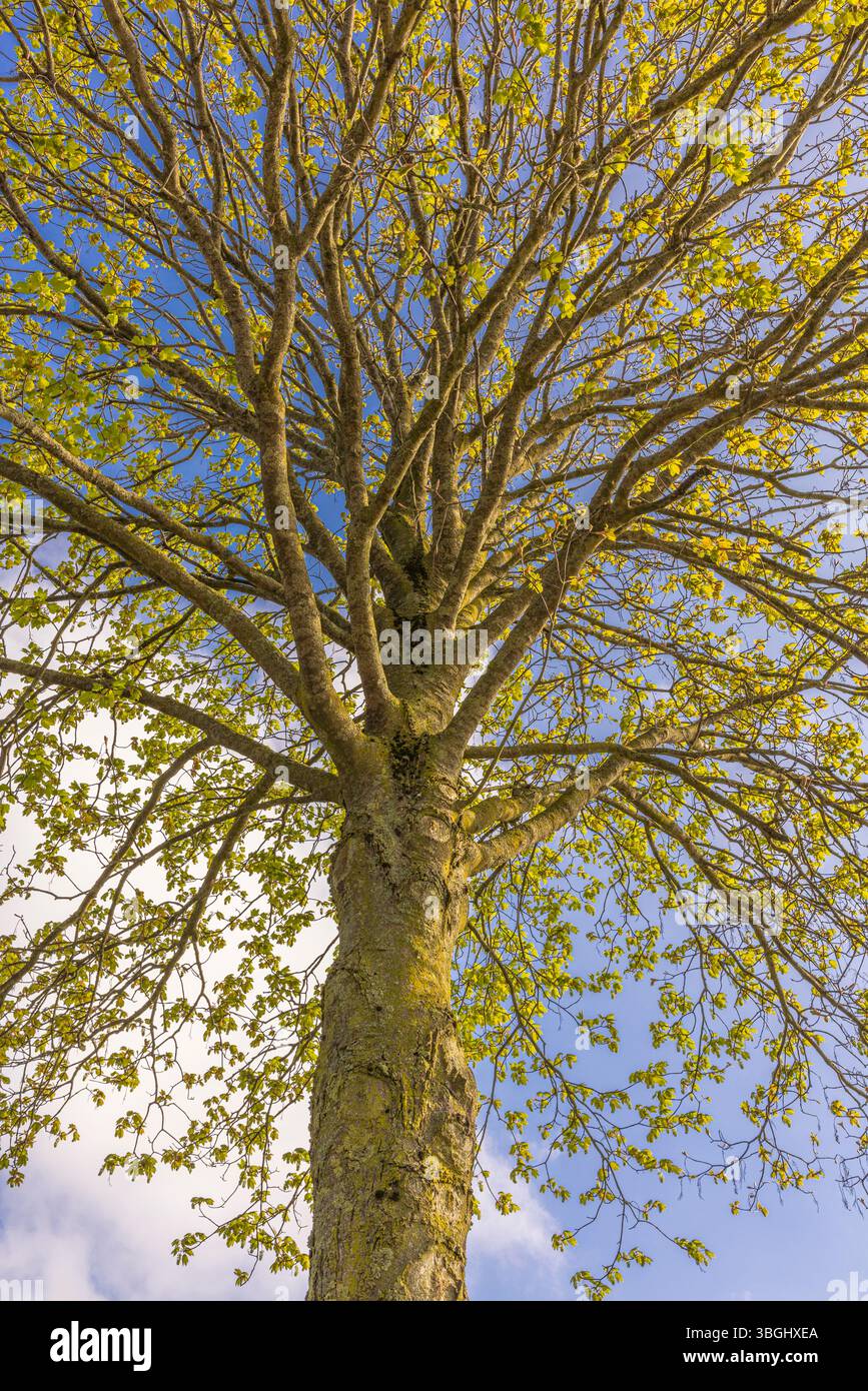 Tree trunk, frog perspective Stock Photo - Alamy