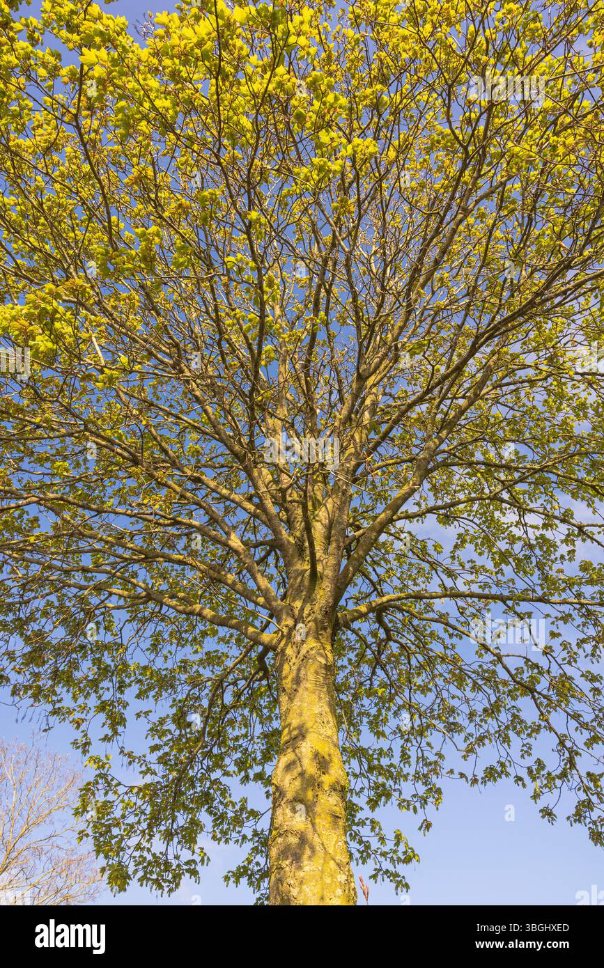Tree trunk, frog perspective Stock Photo - Alamy