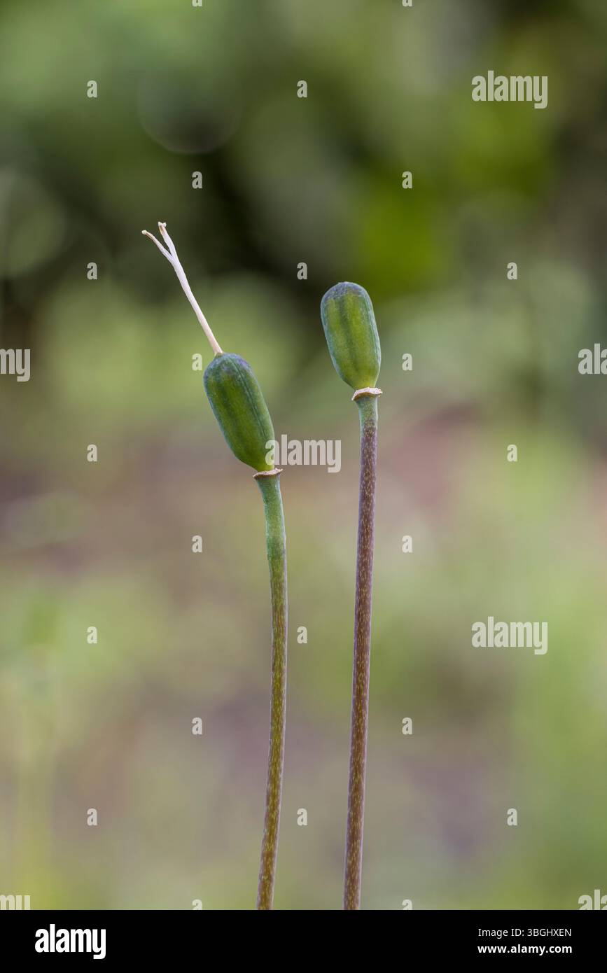 Chess flower capsule fruit, seed pod Stock Photo - Alamy