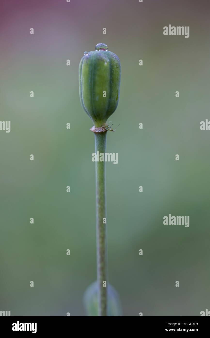 Chess flower capsule fruit, seed pod Stock Photo - Alamy