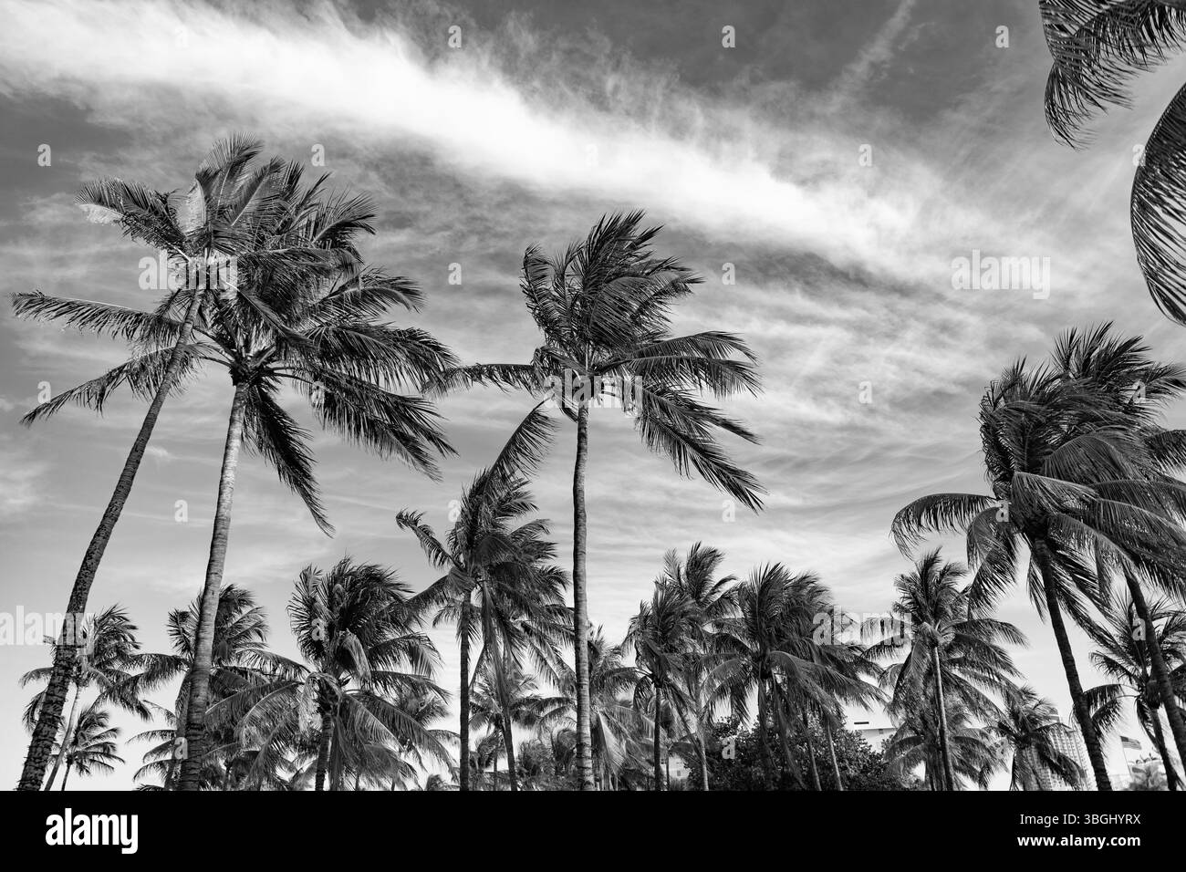 Tropical beach in Miami. Tropical outdoor scene with palm tree ...