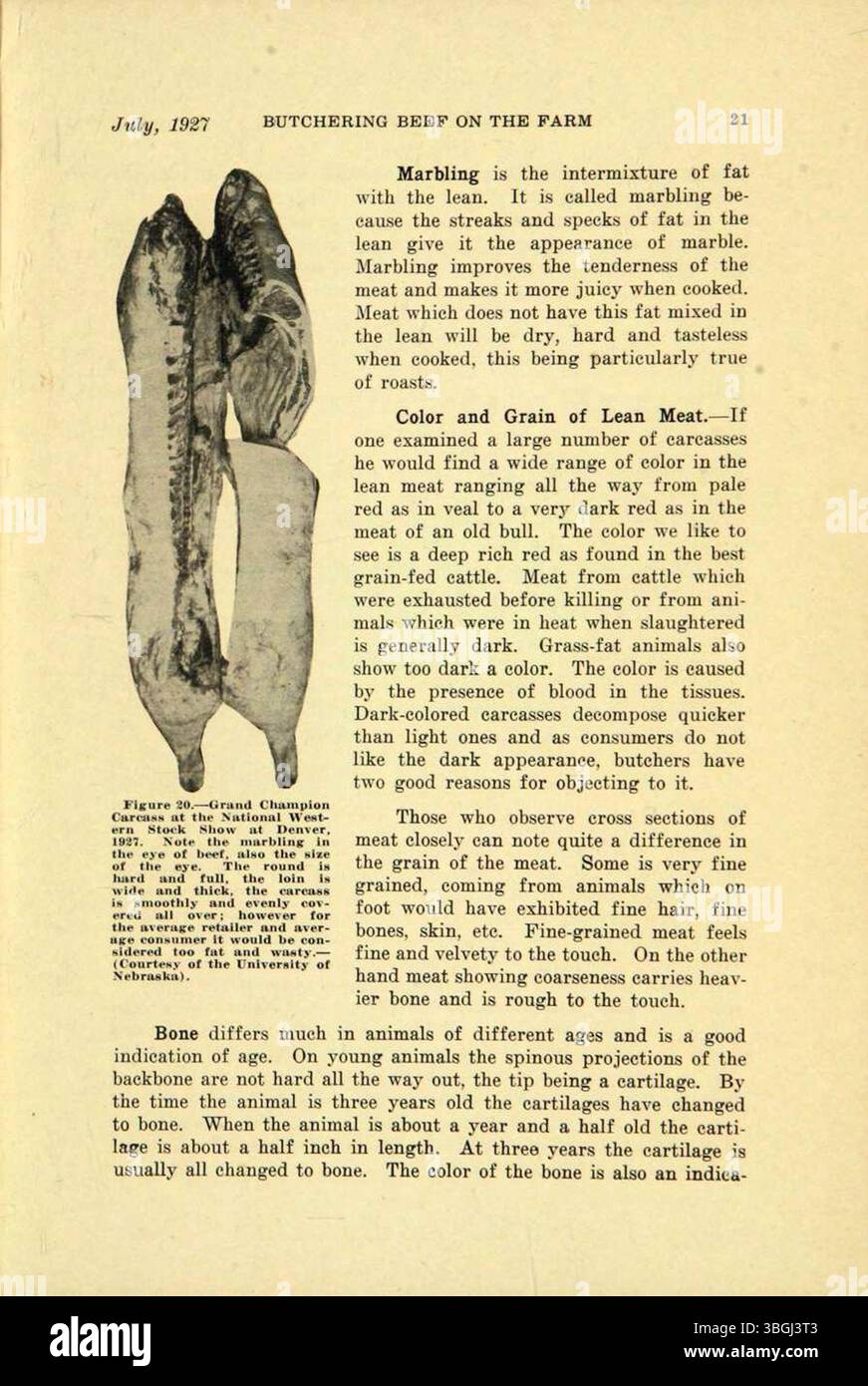 This document from July 1927 depicts the process of butchering beef on ...