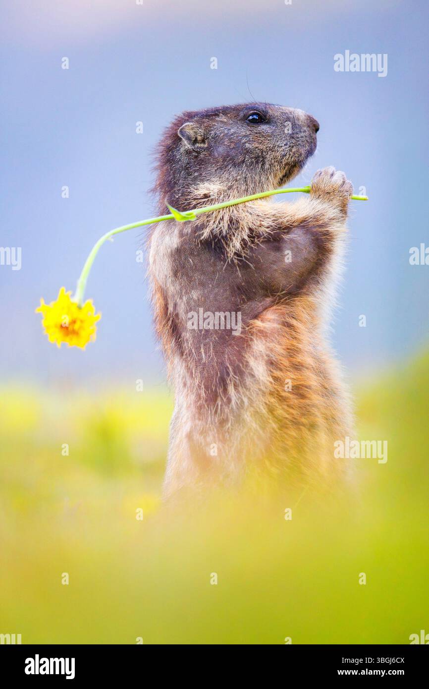 Alpine marmot (Marmota marmota), marmot standing in flower with ...