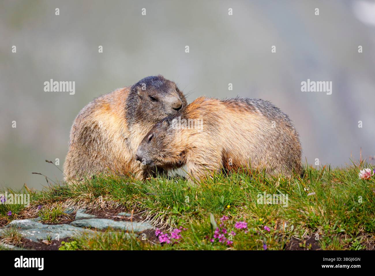 Alpine marmot (Marmota marmota), two marmots on a mountain meadow, one ...