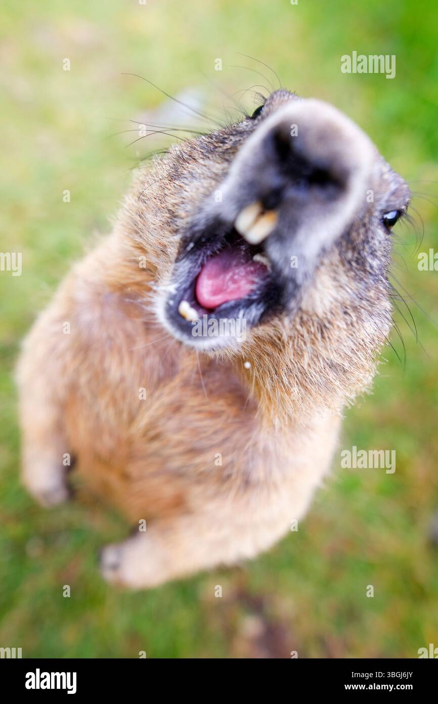 Alpine marmot (Marmota marmota), marmot looking up into the camera from ...