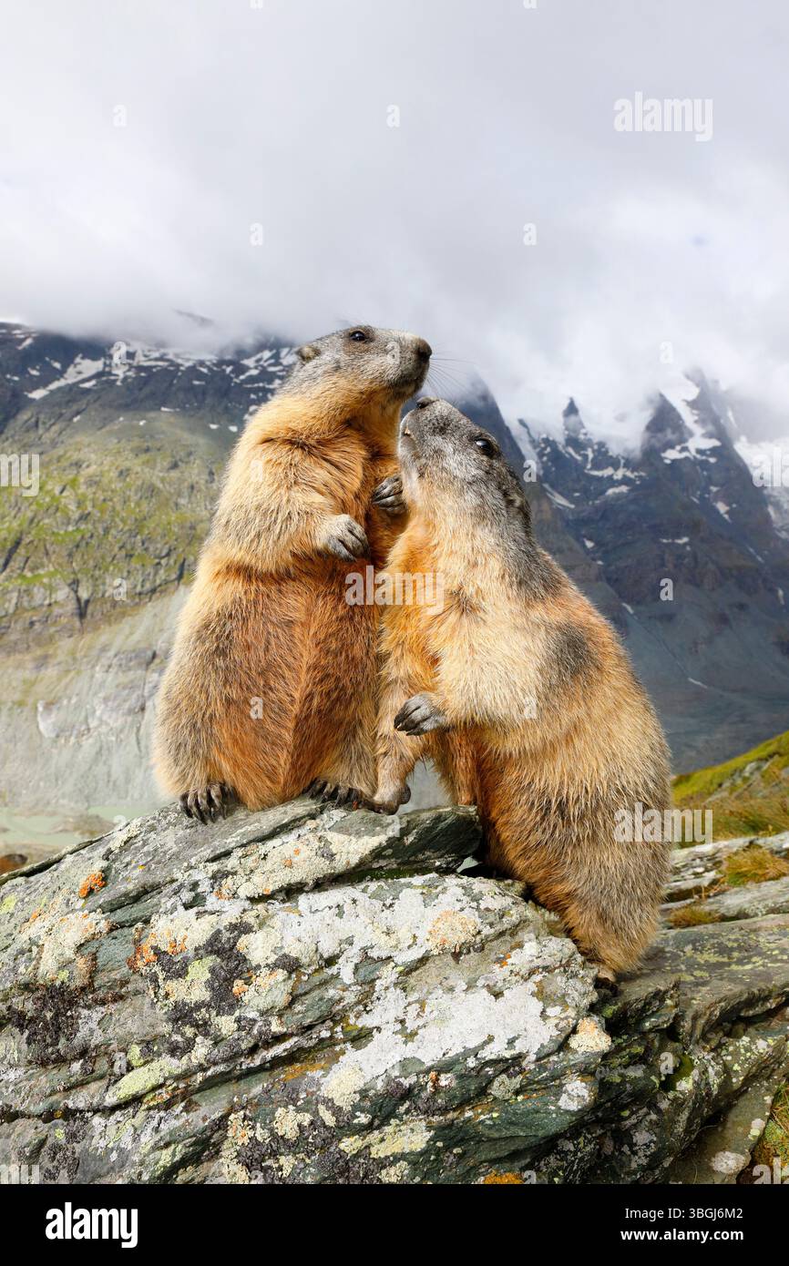 Alpine marmot (Marmota marmota), two marmots standing on rock and ...
