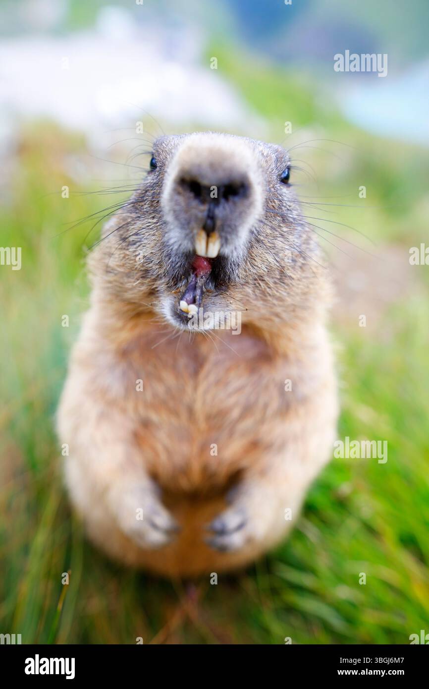 Alpine marmot (Marmota marmota), marmot looking up into the camera from ...