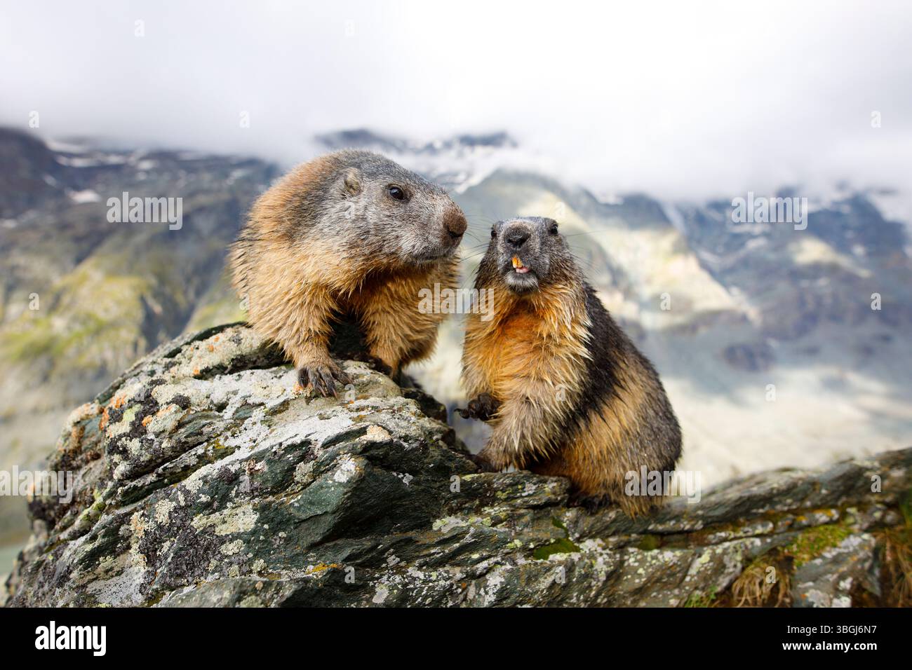 Alpine marmot (Marmota marmota), two marmots sitting next to each other ...