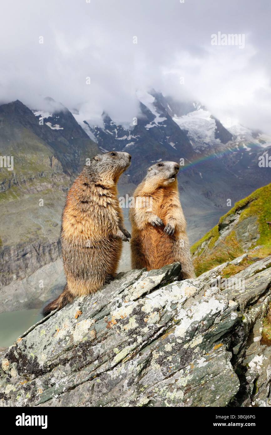 Alpine marmot (Marmota marmota), two marmots standing on rock and ...