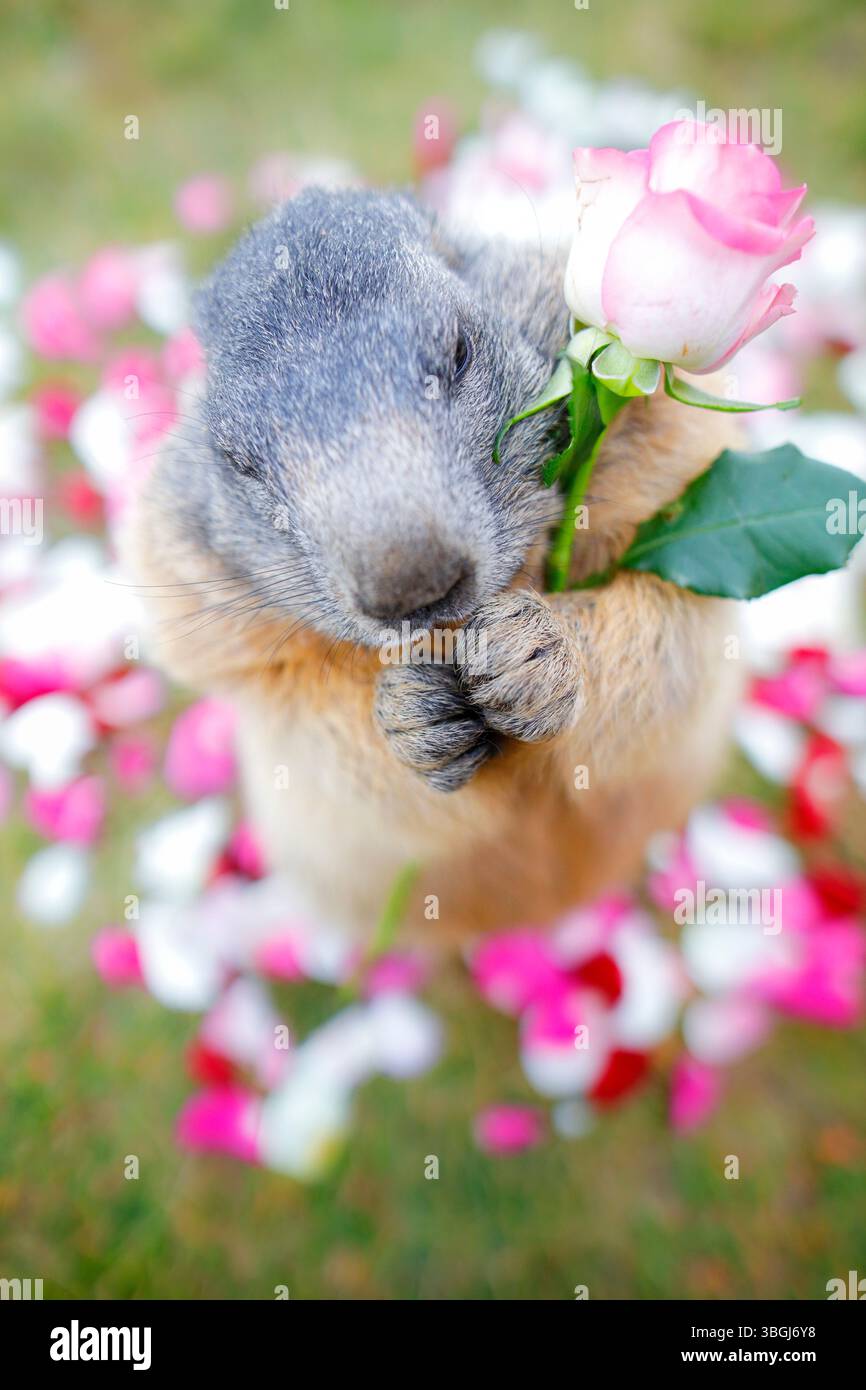 Alpine marmot (Marmota marmota), marmot stands on a meadow with red and ...