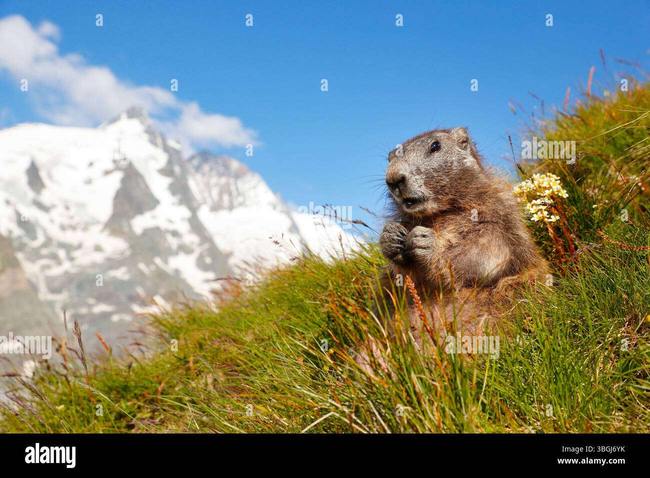 Alpine marmot (Marmota marmota), young marmot sitting in meadow with ...