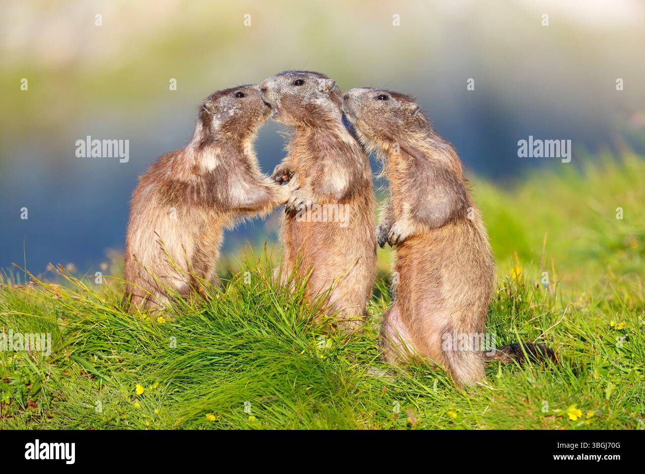 Alpine marmot (Marmota marmota), three young marmots standing together ...