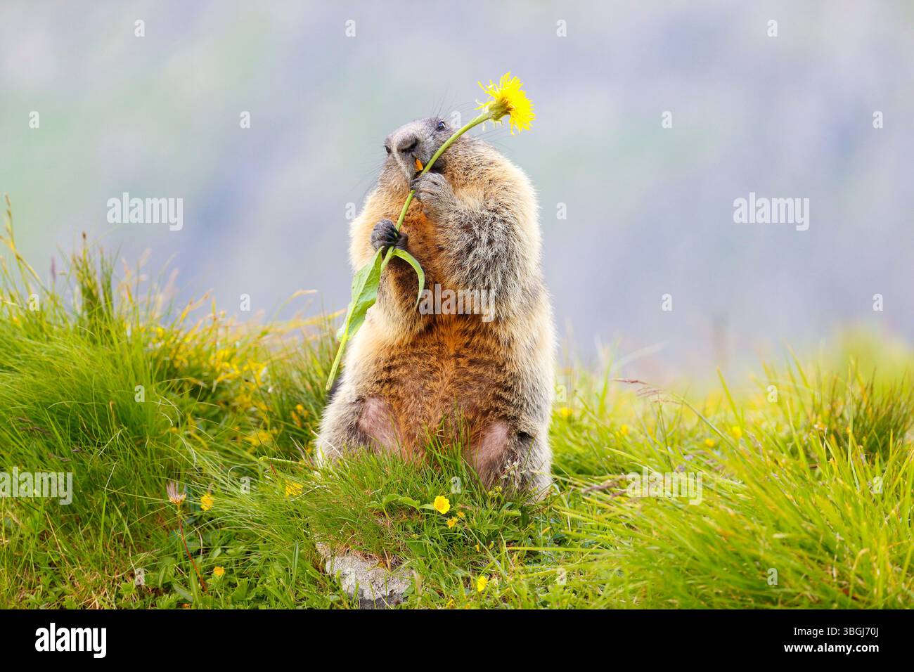 Marmot standing in flower with dandelion blossom in hand hi-res stock ...