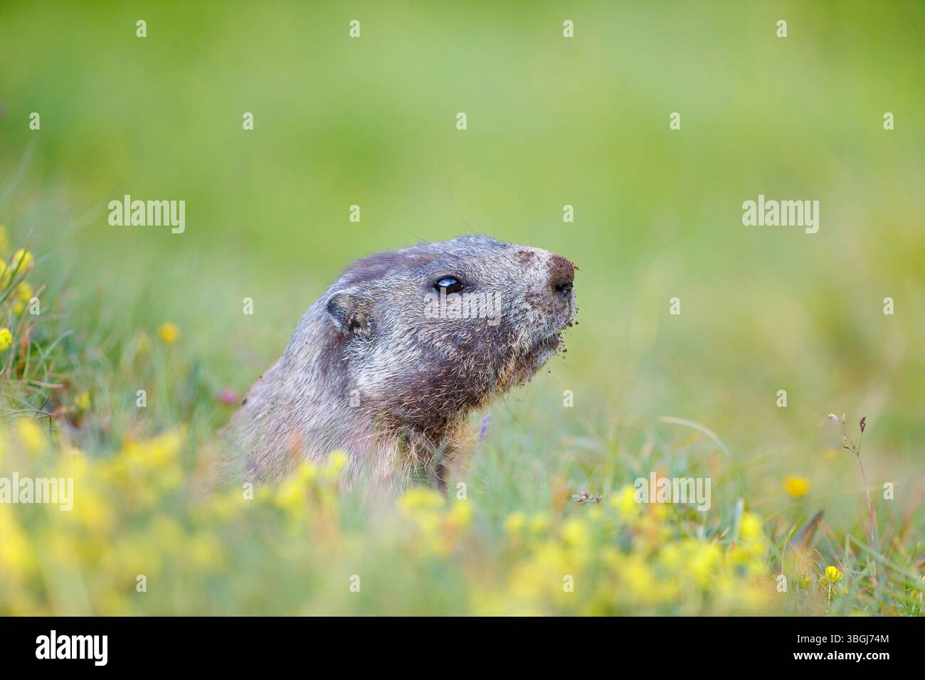 Alpine marmot (Marmota marmota), young marmot looks out of hole in ...