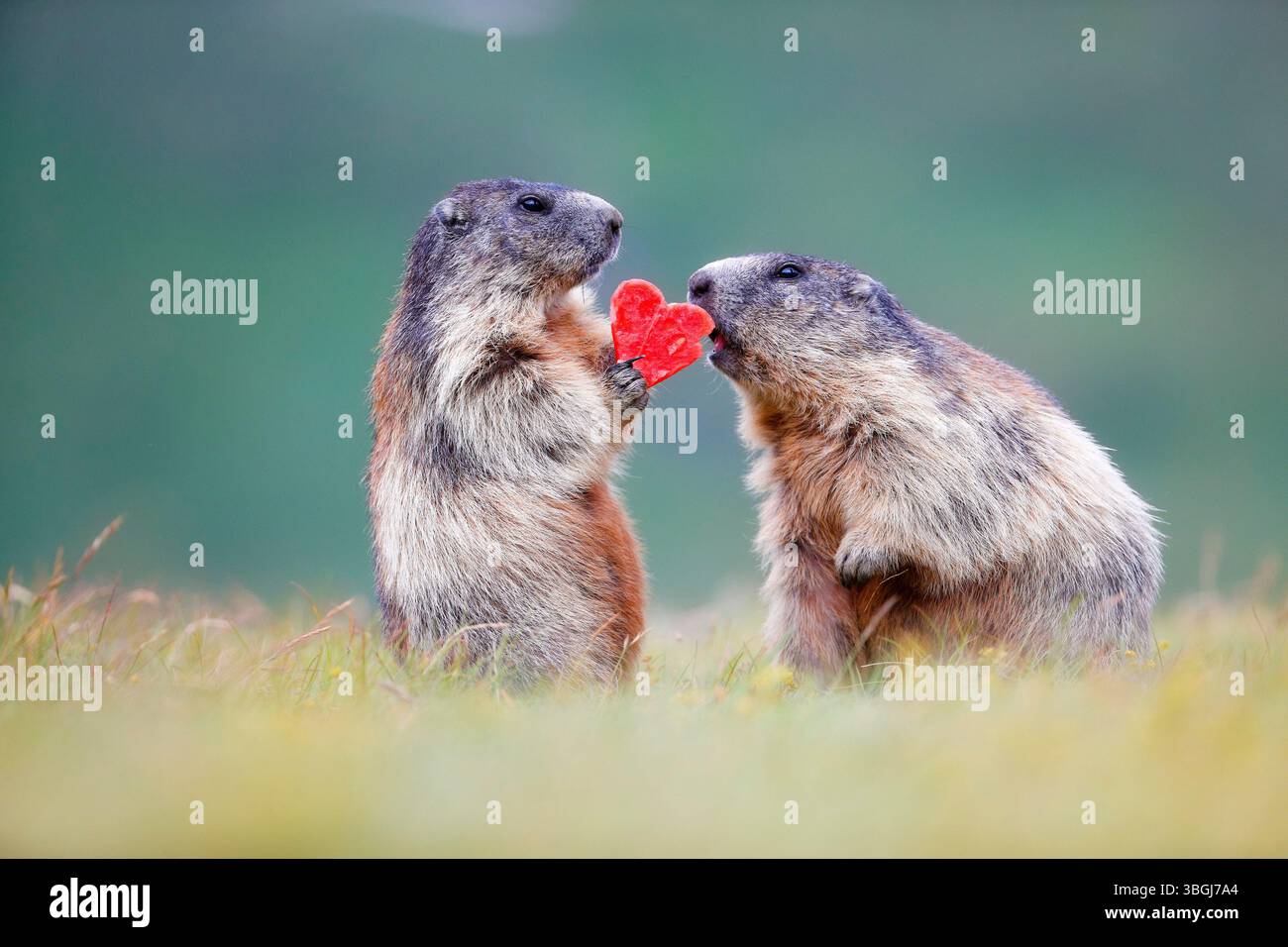 Alpine marmot (Marmota marmota), two marmots share a red heart Stock ...