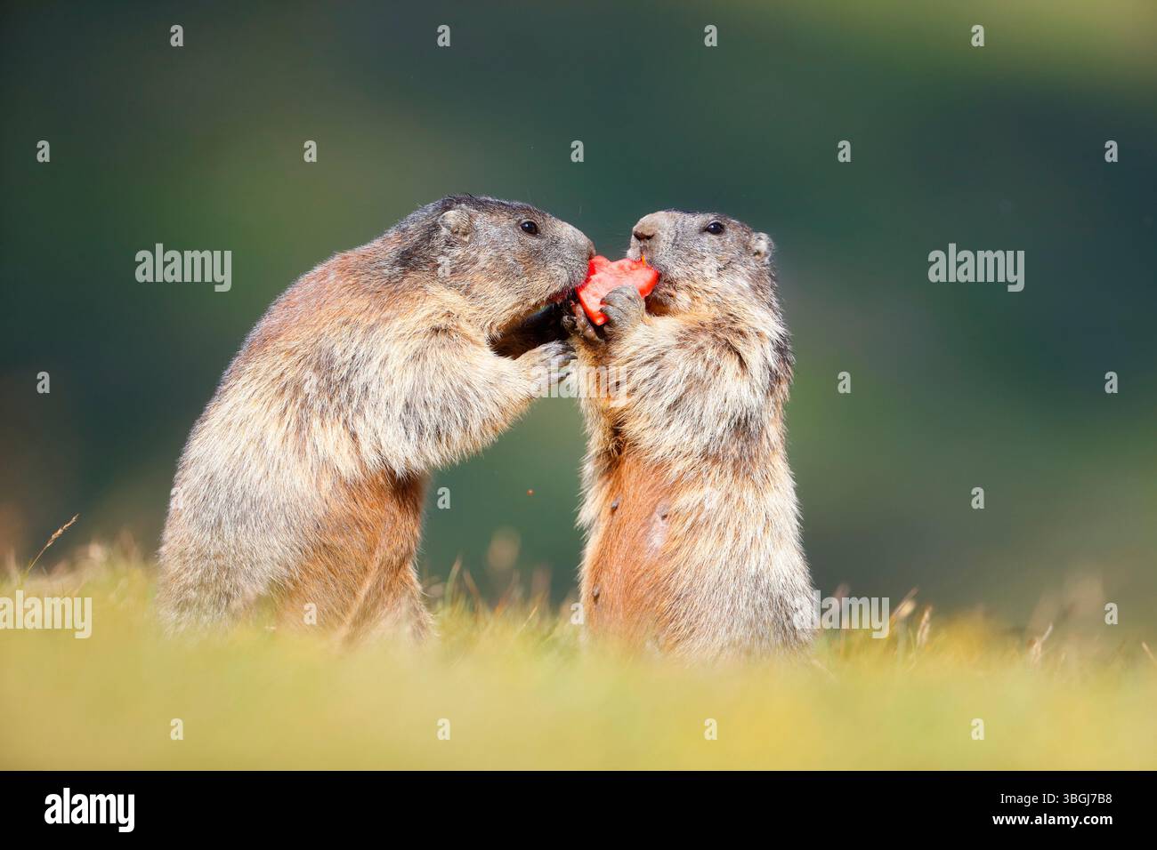 Alpine marmot (Marmota marmota), two marmots share a red heart Stock ...