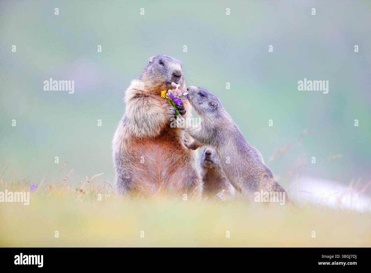 Marmota marmota people hi-res stock photography and images - Alamy