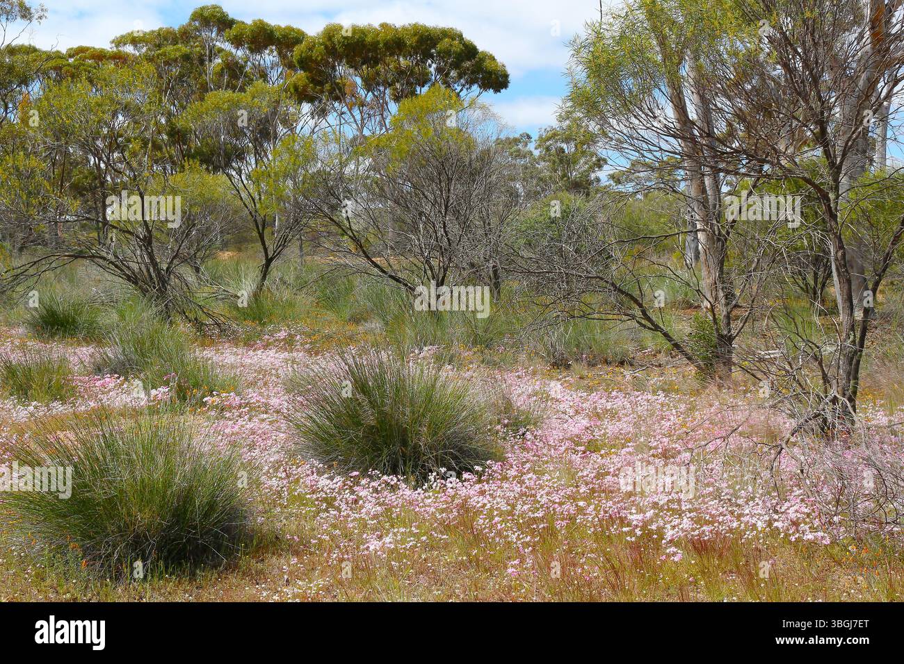 Spring in the eucalypt woodland with carpets of daisy flowers (Merredin ...
