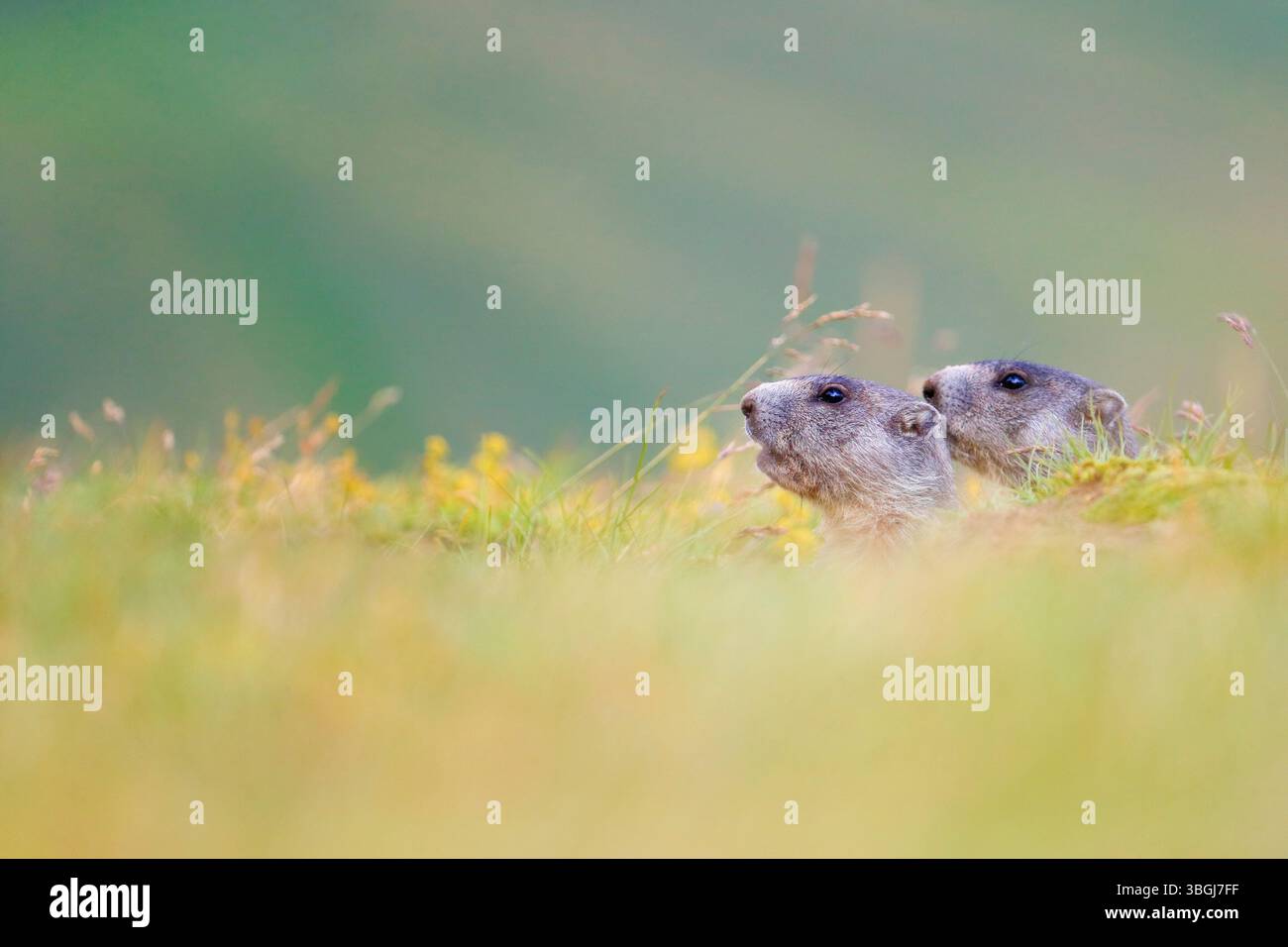 Alpine marmot (Marmota marmota), two young animals look out of the hole in parallel, blur in the ...