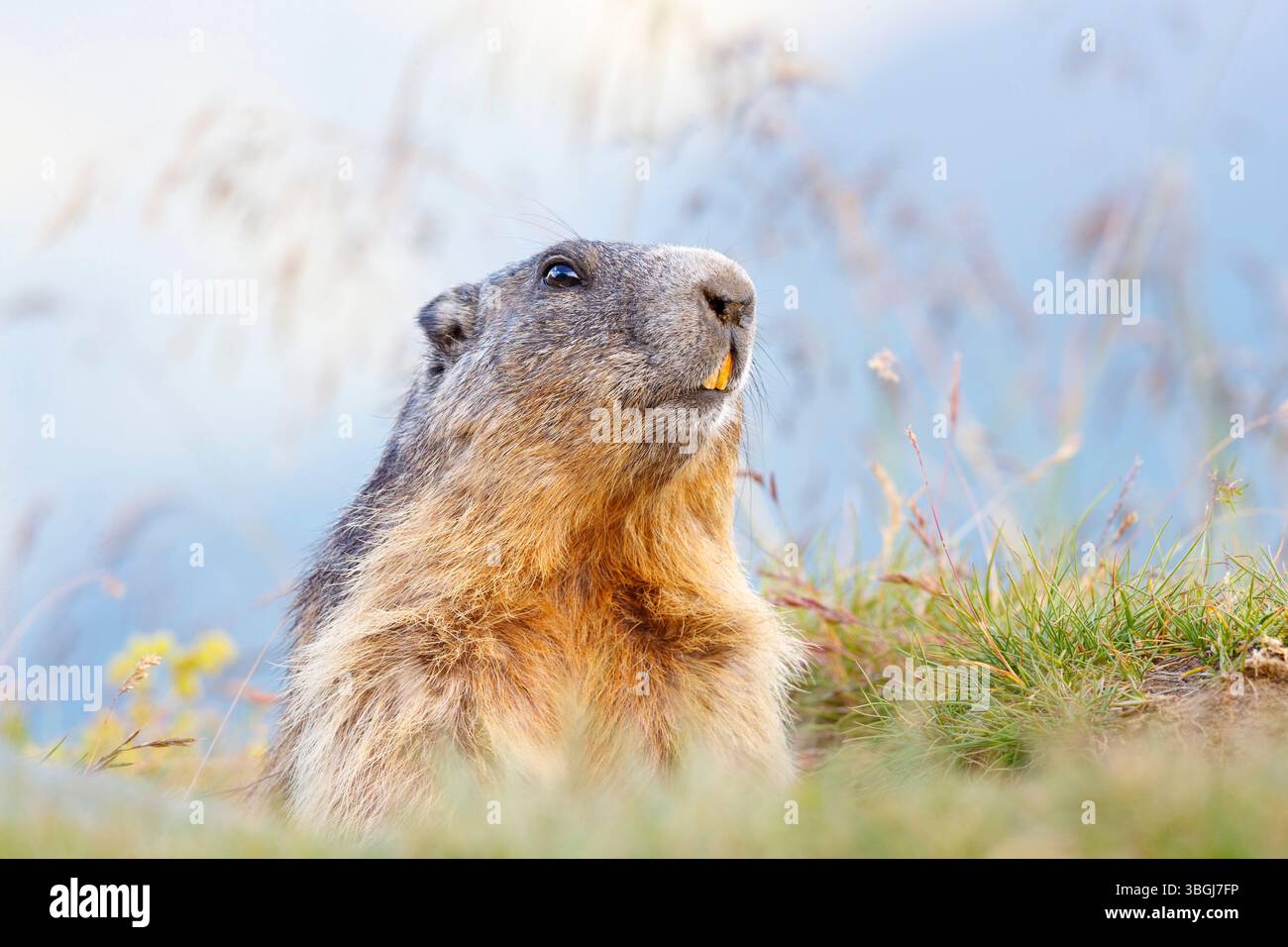 Alpine marmot (Marmota marmota), marmot looks out of hole in high ...