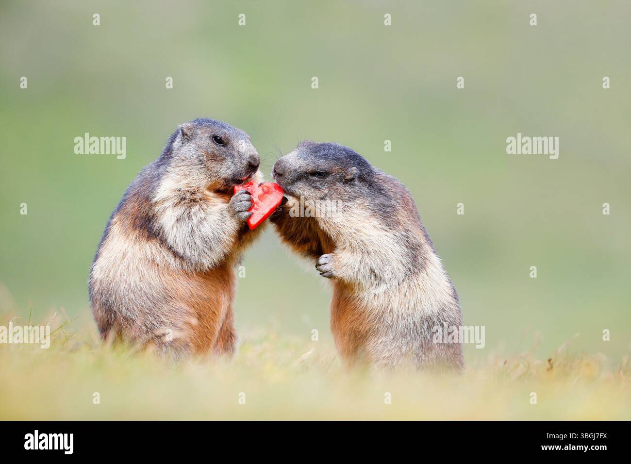 Alpine marmot (Marmota marmota), two marmots share a red heart Stock ...