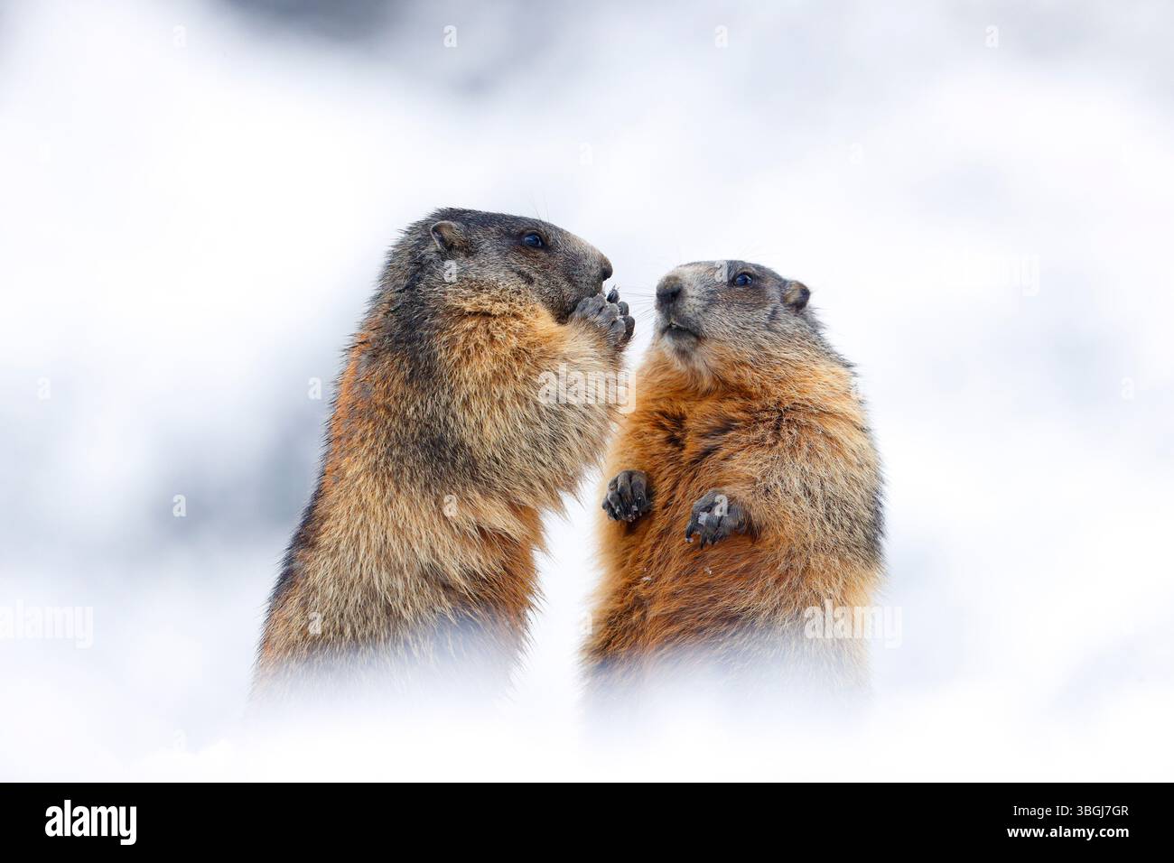 Alpine marmot (Marmota marmota), two marmots facing each other in the ...