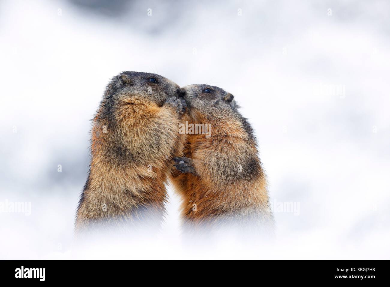 Alpine marmot (Marmota marmota), two marmots facing each other in the ...